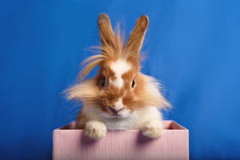 A Nice Rabbit Sitting in a Pink Present Box with Blue Background. Stock ...
