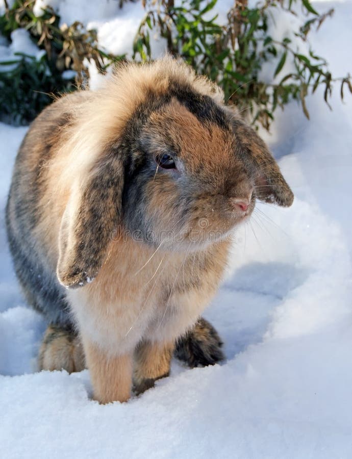 Nice rabbit on snow stock photo. Image of brown, rabbit - 11673538