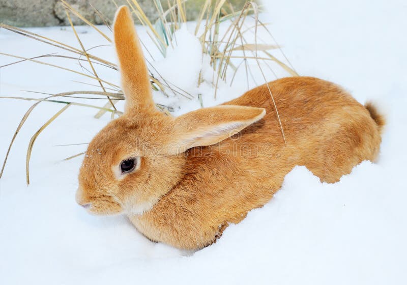 2,275 Winter Snow Cute Rabbit Bunny Stock Photos - Free & Royalty-Free ...