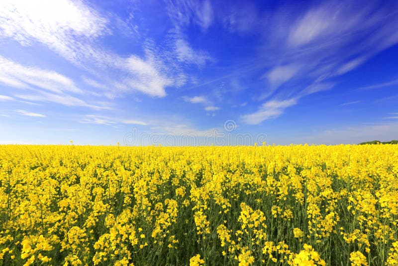 Nice field stock photo. Image of nature, oilseed, contrast - 41879308