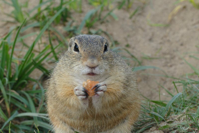 Europen suslik stock photo. Image of ground, rare, gopher - 117242656