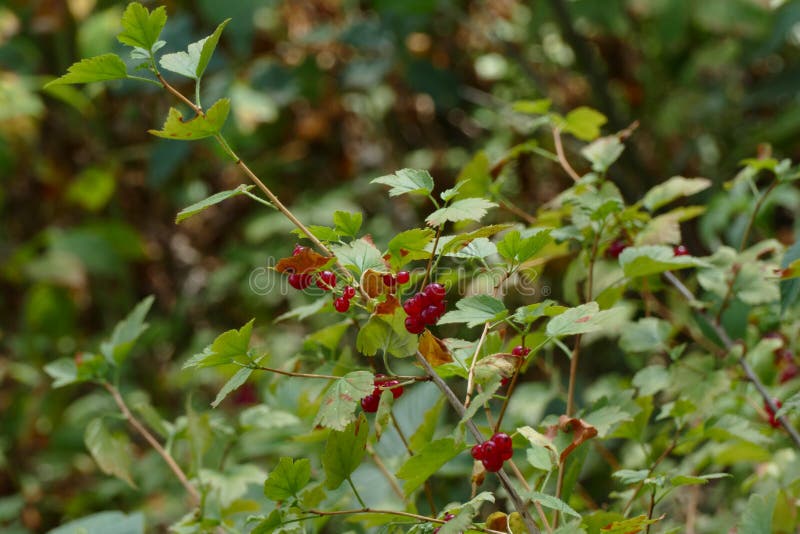 Wild currant stock photo. Image of dessert, natural - 121378826