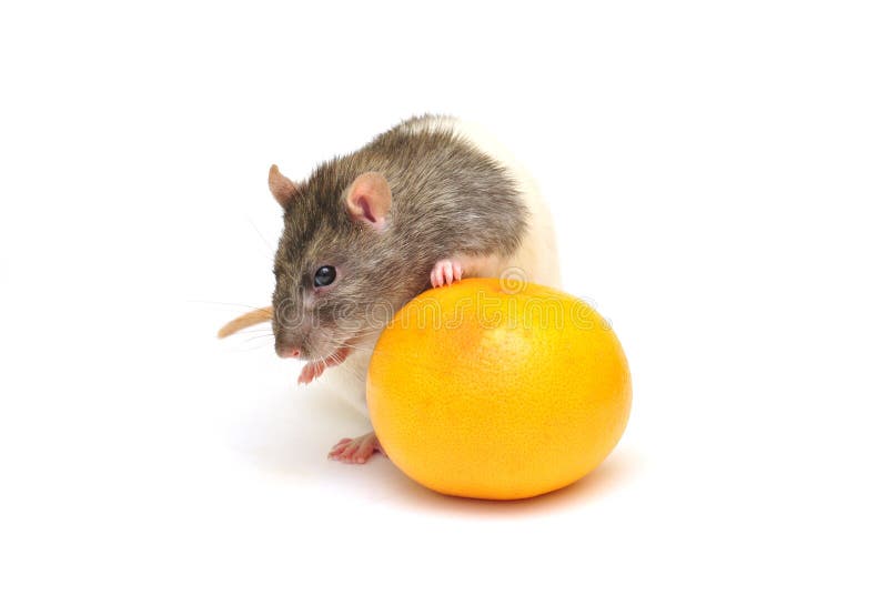 Nice rat and big orange stock image. Image of family - 42792735