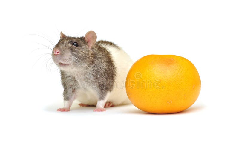 Nice rat and big orange stock photo. Image of juices - 42792736