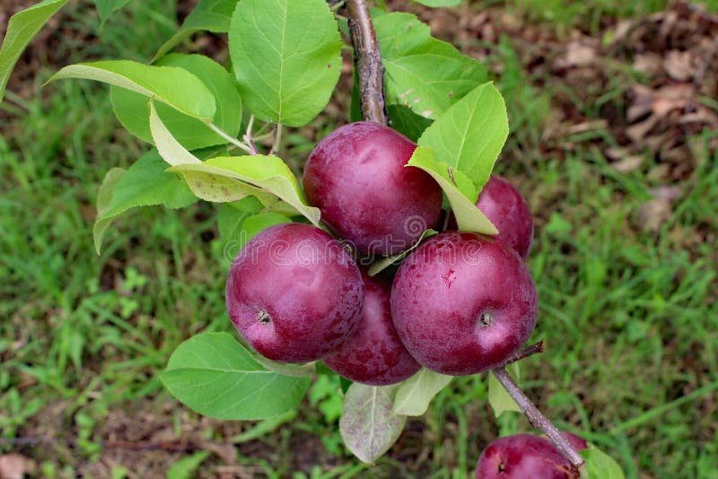 Apple trees stock image. Image of juicy, tree, apple - 100002785