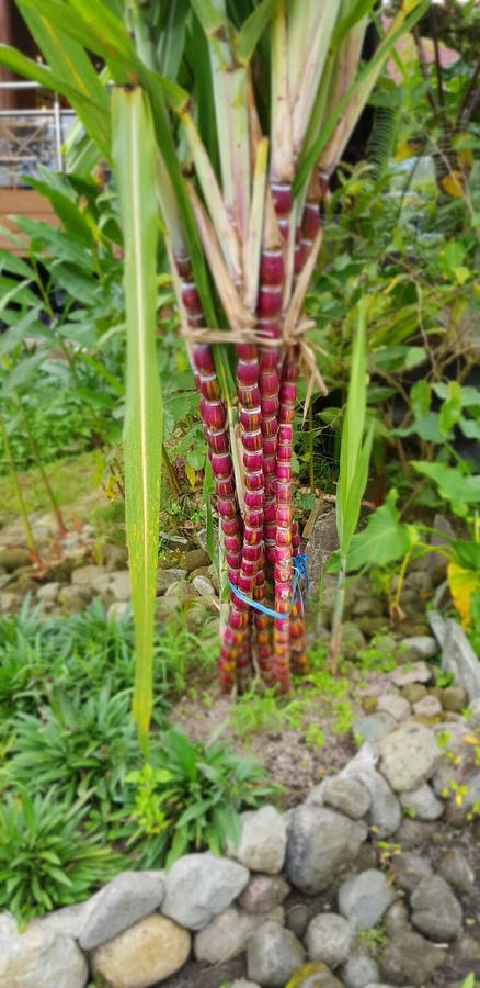 Nice Red Cane Tree in the Garden Stock Image - Image of tree, garden ...