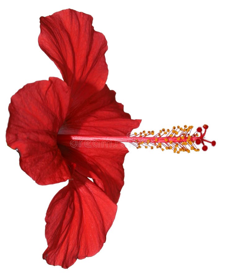 Chinese hibiscus karkade stock photo. Image of grass - 42685612