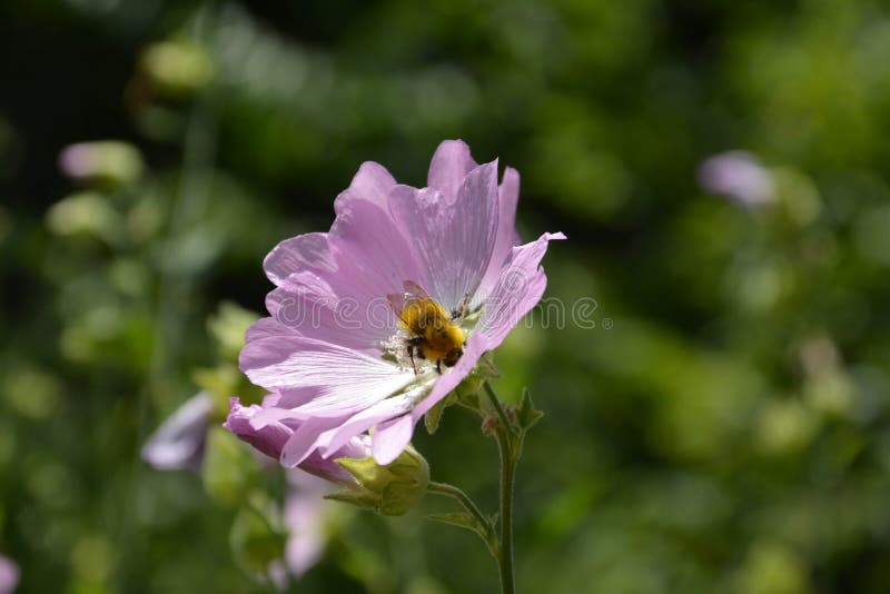 A Bee Sits on a Flower in the Forest Stock Image - Image of nature ...