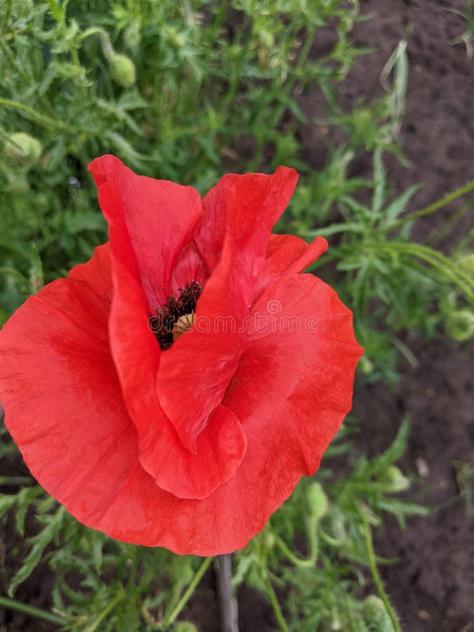 Very Nice Red Poppy in the Garden. Stock Image - Image of autumn, petal ...