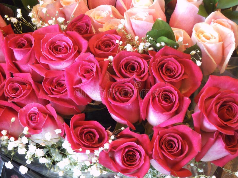 Nice Red Rose Bouquet from the Florist Stock Image - Image of canada ...