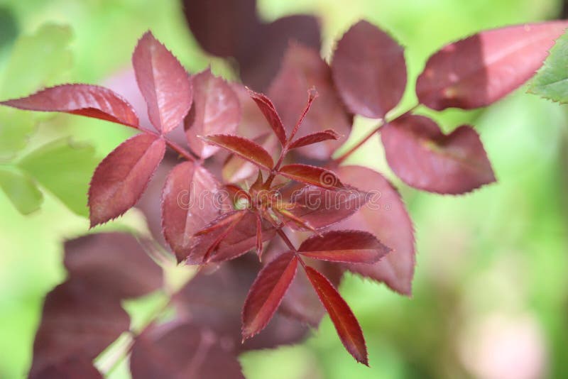 Nice Red Rose Leaves for Background Stock Image - Image of nice ...