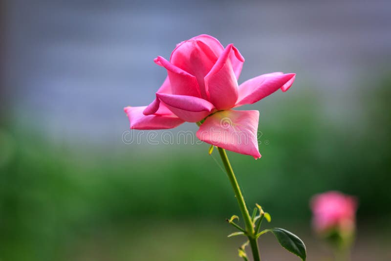 Nice red rose stock image. Image of closeup, rose, petal - 55738385