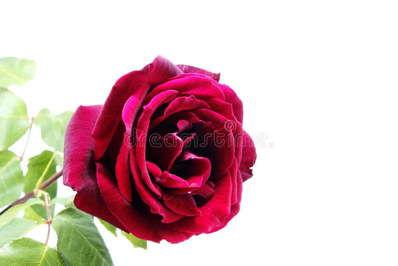 Nice red rose photo stock photo. Image of view, passion - 152280422