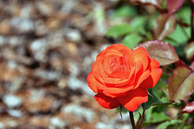 Nice red rose stock photo. Image of garden, green, leaves - 117251962