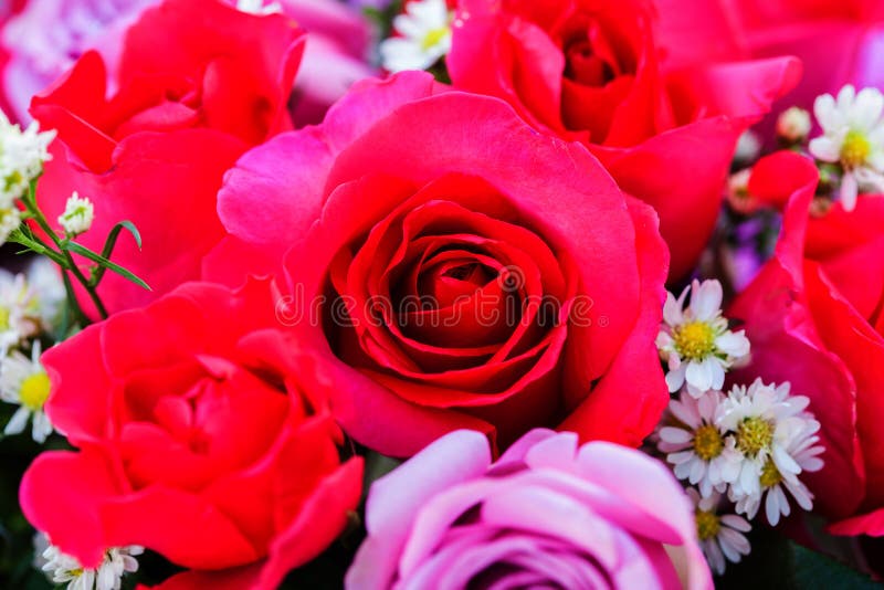 Nice Red Roses in Celebration Concept Stock Image - Image of close ...
