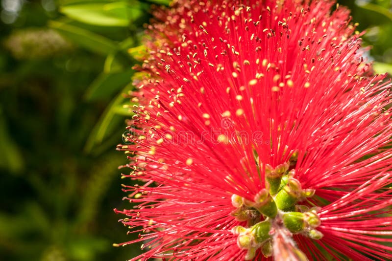 Red spiky flower stock image. Image of thistle, closeup - 95676239