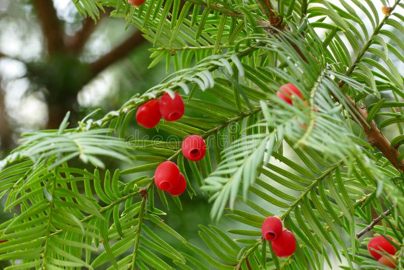 Yew tree berry stock image. Image of coniferous, macro - 102264959