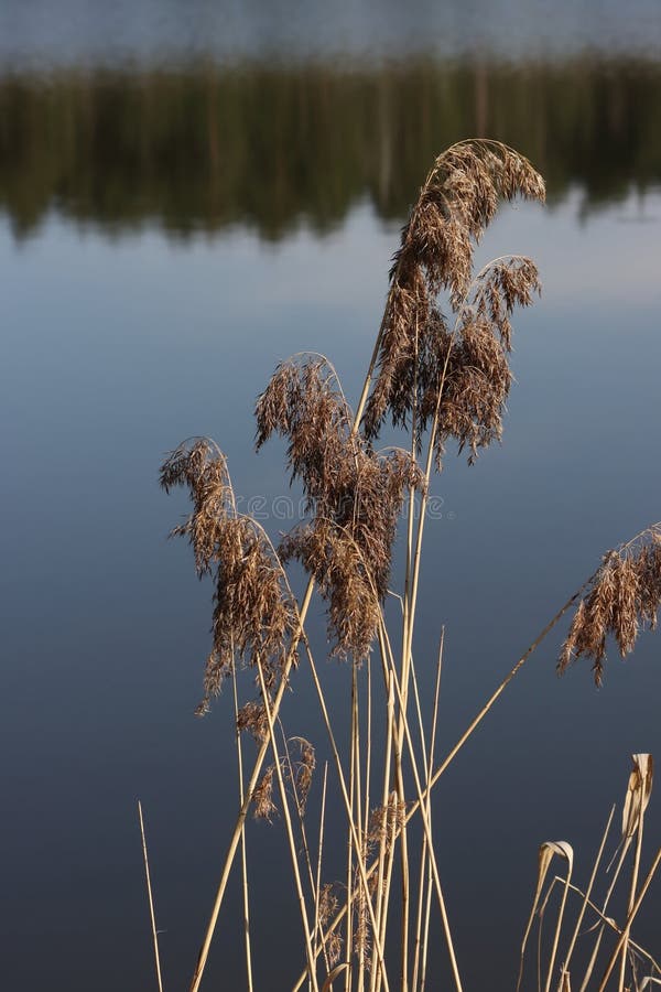 Nice Reeds at Lake with Reflection in Water Stock Image - Image of ...
