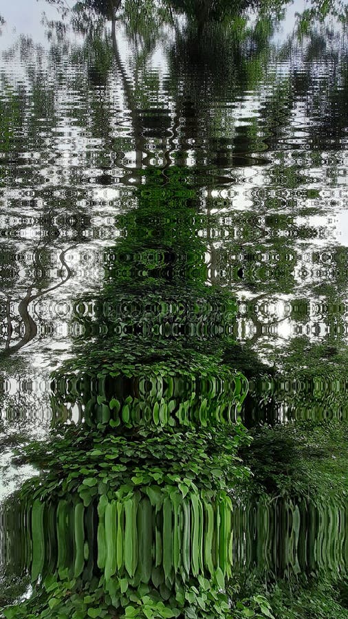 Nice Reflection Effect of a Tree on the Ripples of a Pond Stock Image ...