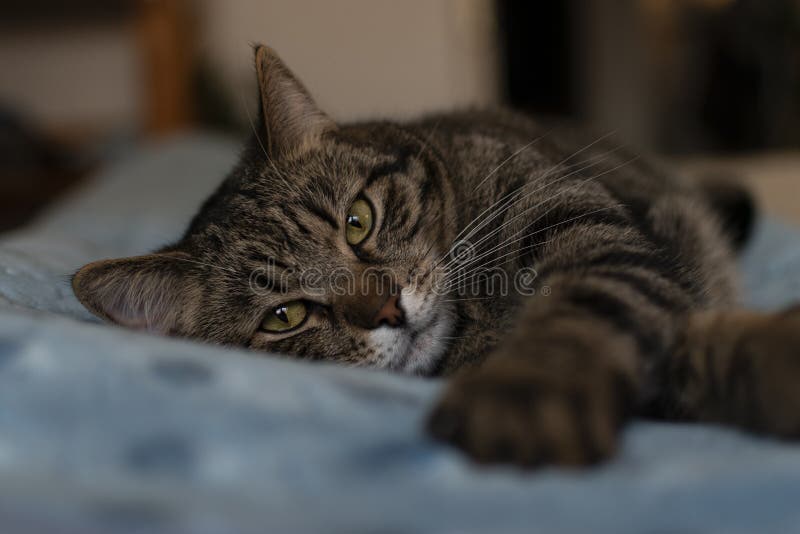 Nice Rest after a Day of Doing Nothing :) Stock Image - Image of rest ...