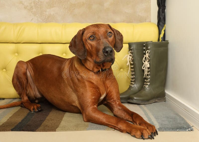 Nice Rhodesian Ridgeback Dog Lying on the Rug in the Hallway Stock ...