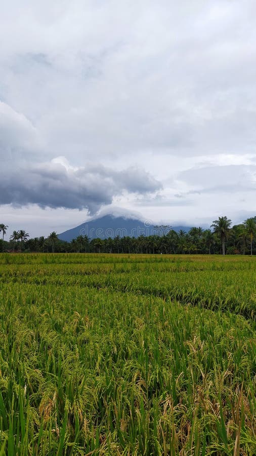 Nice Rice Crops and Beautiful Mountains Stock Image - Image of crops ...