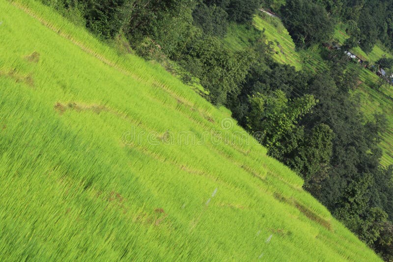 A Nice Rice Farm in Front of Village Stock Photo - Image of nepal ...