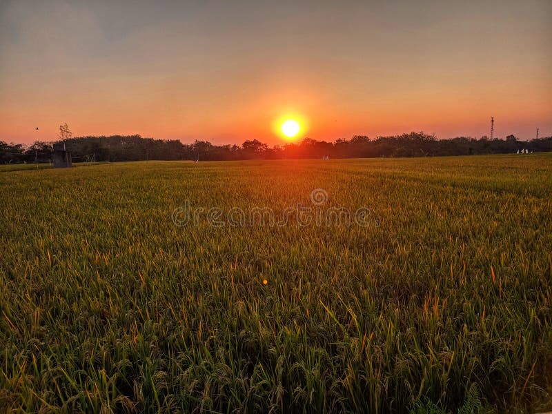 Lovely rice field stock photo. Image of evening, rice - 251842832