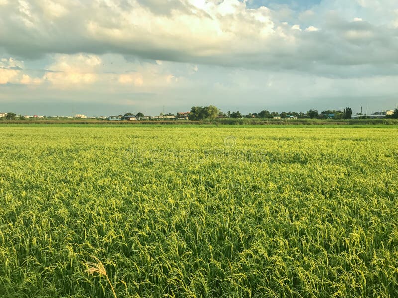 Nice Rice Field Landscape with Sunset Sky Stock Photo - Image of chiang ...