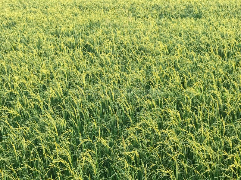 Nice rice field at evening stock image. Image of landscape - 106501883