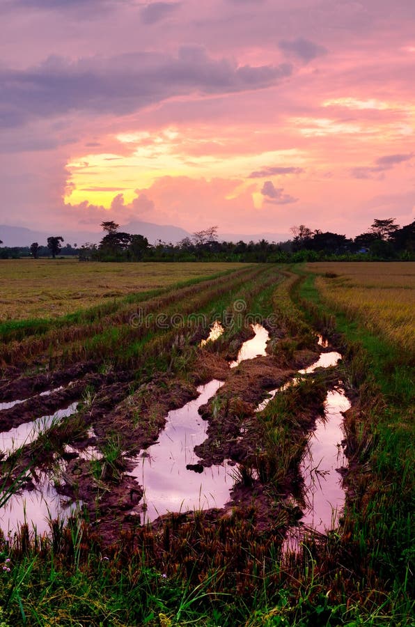 Nice Rice Field Landscape with Sunset Sky Stock Image - Image of winter ...