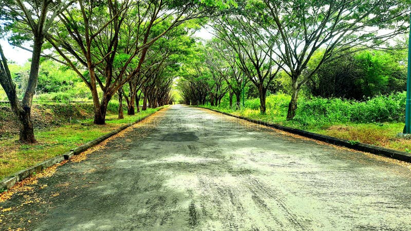 Nice Road with Green Forest Stock Image - Image of road, flower: 296901729