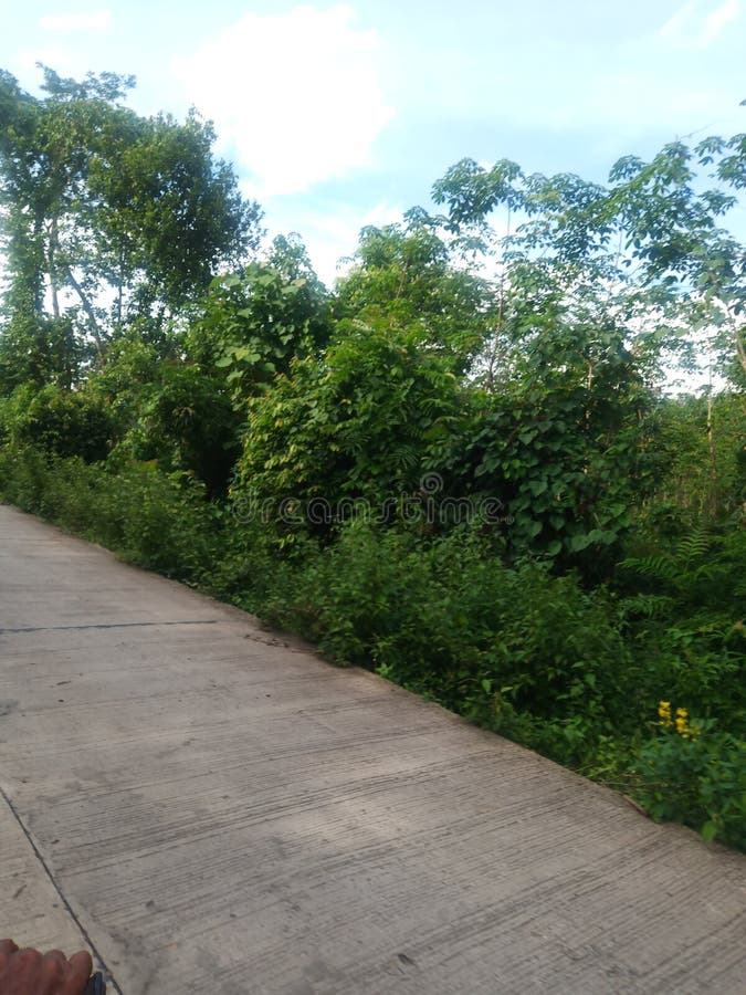 Nice Road Scenery in Village Stock Photo - Image of soil, tree: 204001650
