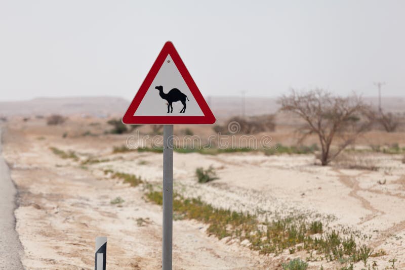 Big Nice Road Sign Attention Camels Stock Image - Image of attraction ...