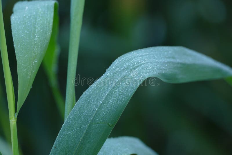 Romantic dew in garden stock image. Image of decoration - 158053989