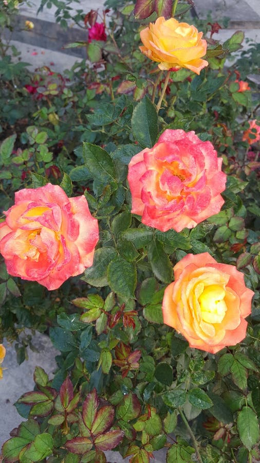 Nice Rose stock image. Image of beautiful, flower, nice - 126022563