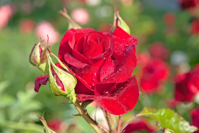Nice rose blooming stock photo. Image of grow, plant - 191611902