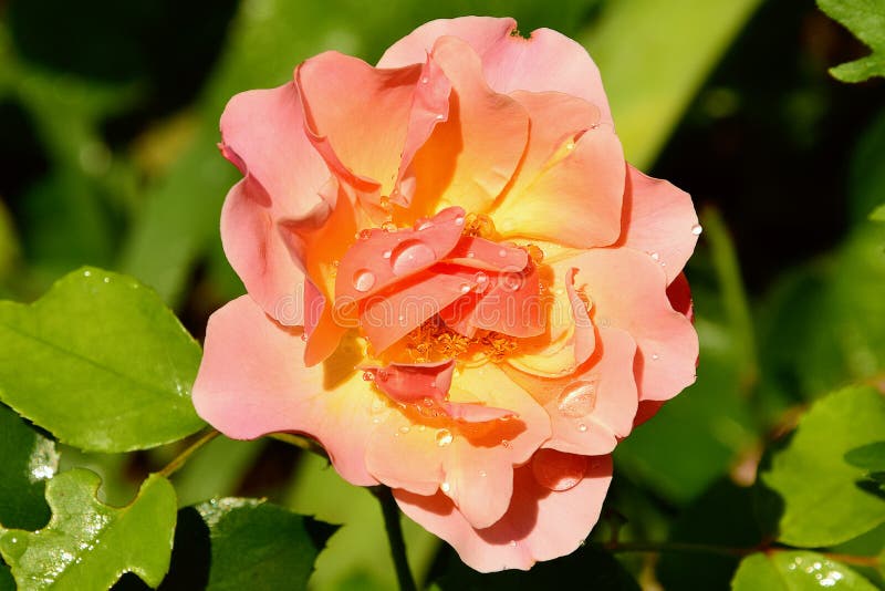 Nice rose stock image. Image of close, summer, flower - 74766623