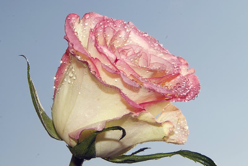 Nice rose stock photo. Image of glowing, beautiful, summer - 83702148