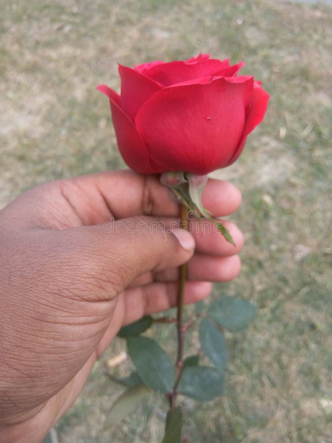 A nice rose flower stock photo. Image of rose, nice - 109035122