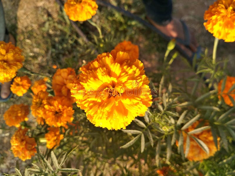 Bbc Afk Pic Stock Photos - Free & Royalty-Free Stock Photos from Dreamstime