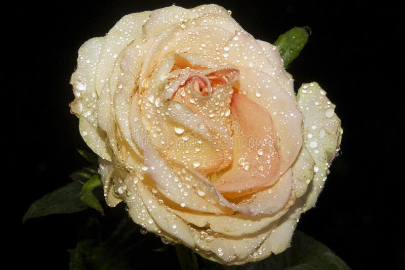 Nice rose stock image. Image of autumn, love, beautiful - 80633139