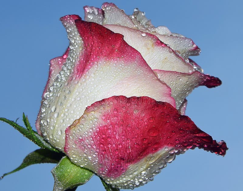 Nice rose stock image. Image of blue, summer, monochrome - 79145977