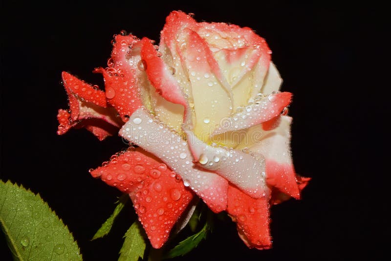 Nice rose stock photo. Image of decoration, digital, yellow - 80728110