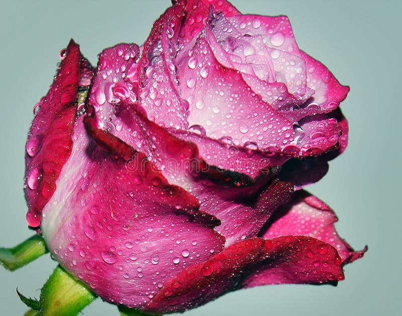 Nice rose stock photo. Image of beautiful, color, waterdrops - 73336786
