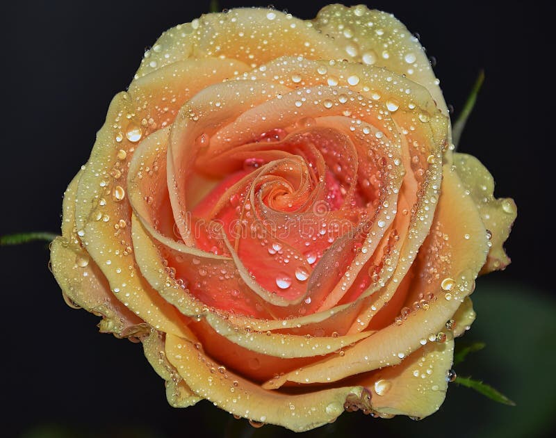 Nice rose stock photo. Image of beautiful, color, waterdrops - 73336786