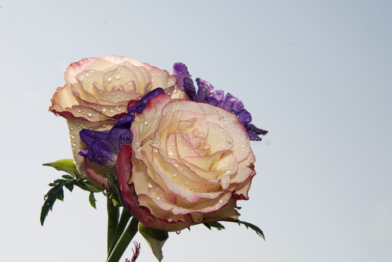 Nice rose stock image. Image of multicolored, yellow - 89157645