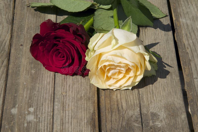 Nice rose stock photo. Image of glowing, multicolored - 89737118