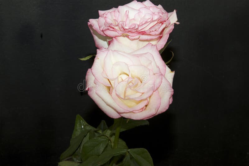 Nice rose stock photo. Image of home, colorful, sweet - 90262900