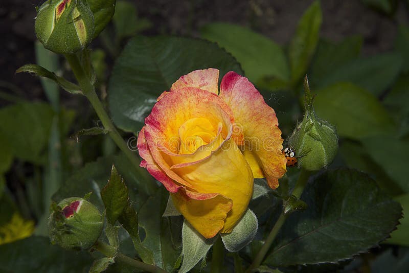 Nice rose stock photo. Image of purple, glowing, rose - 93991538